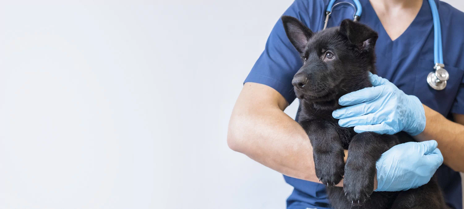 Vétérinaire – Médecine pour animaux - VetGenève